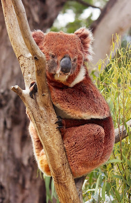 d20 Despot: Monster Monday: Drop Bear - Australian Tall Tale
