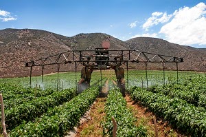 Ciencias Naturales CEUJA Tercero: SINALOA EN GRANERO DE LA NACION