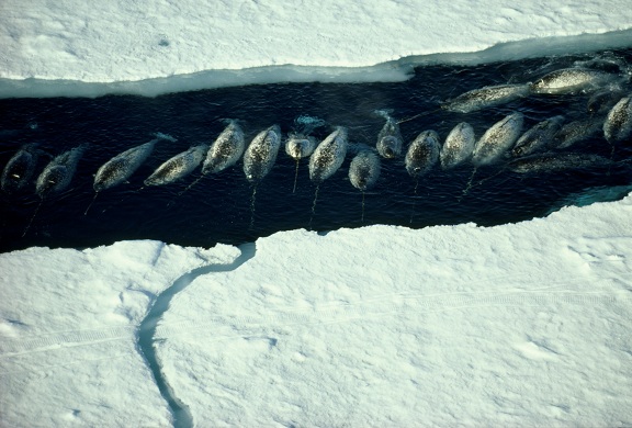 The Narwhal's Left Tooth: Wintering narwhals thrive amid the pack ice