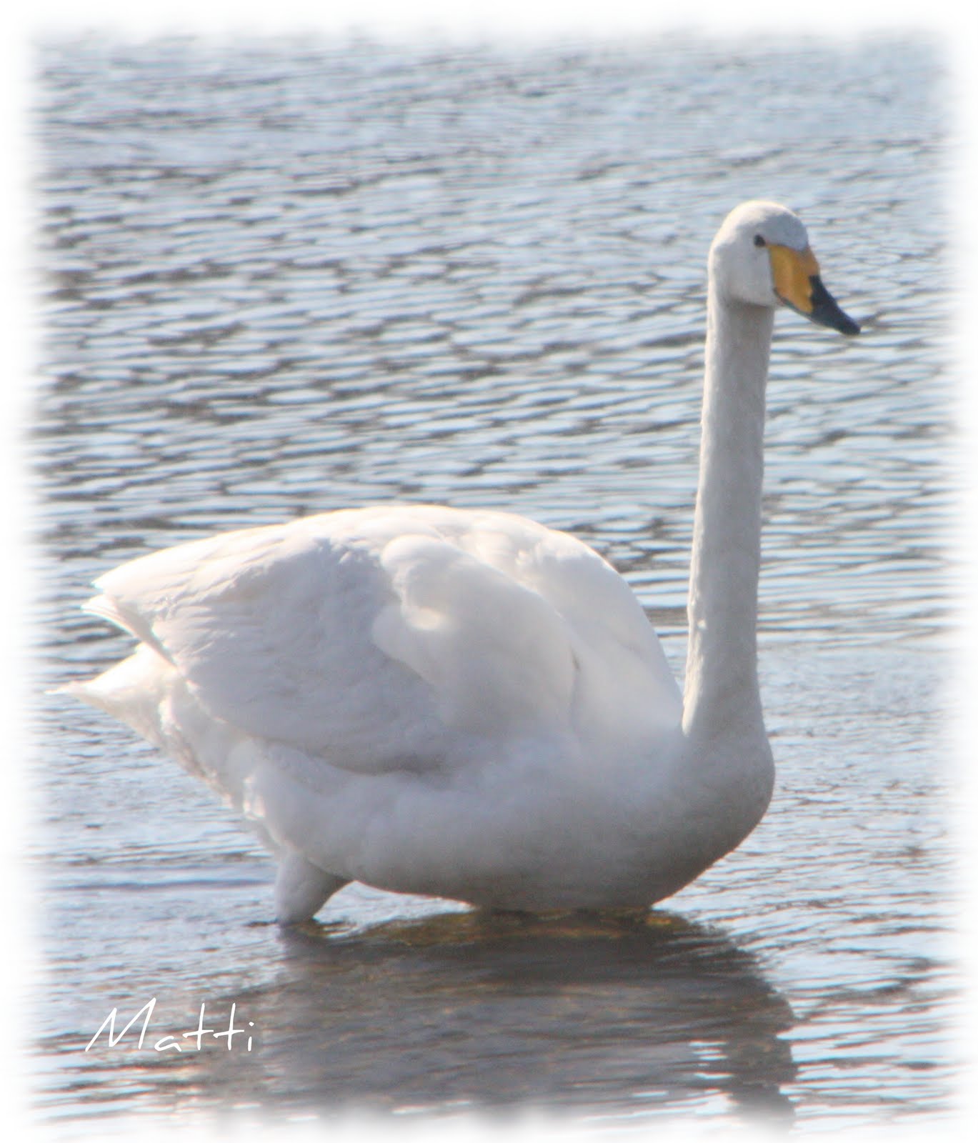 Luontohetkiä: Laulujoutsenen paluu