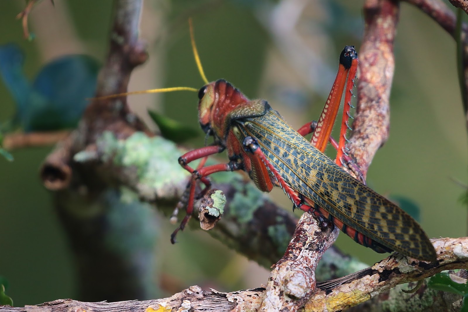 Nuestro bello mundo...: Excursion Paraguana, Edo. Falcon, tercer dia ...