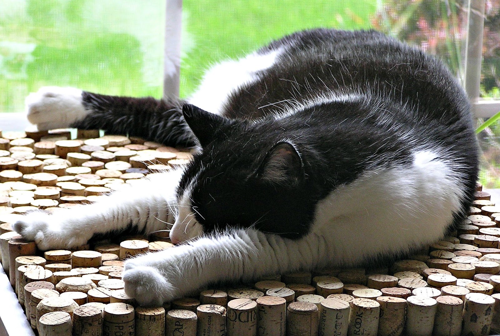 Splendid Little Stars: cats...sleeping pose expertise