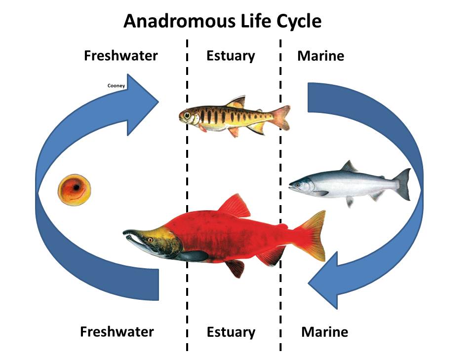 The Fisheries Blog: Can you say Anadromous, Catadromous, Amphidromous ...