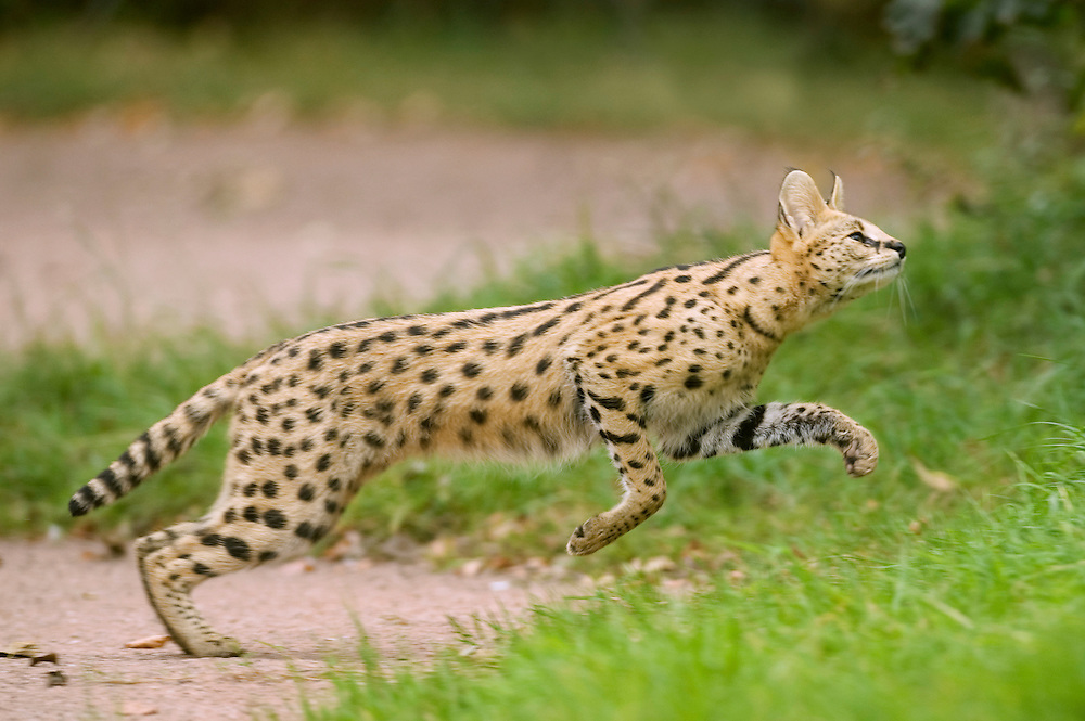 Serval (Leptailurus serval)