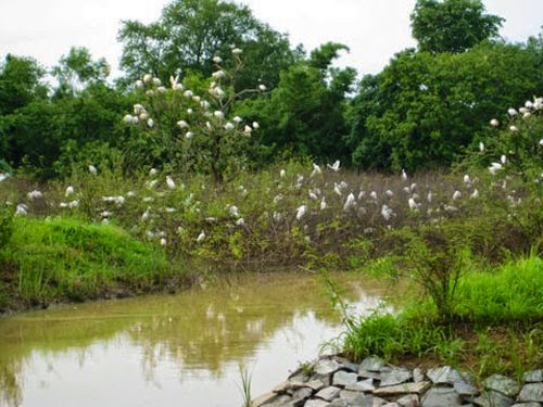 Manoj Saldana: Gudavi Bird Sanctuary, Soraba