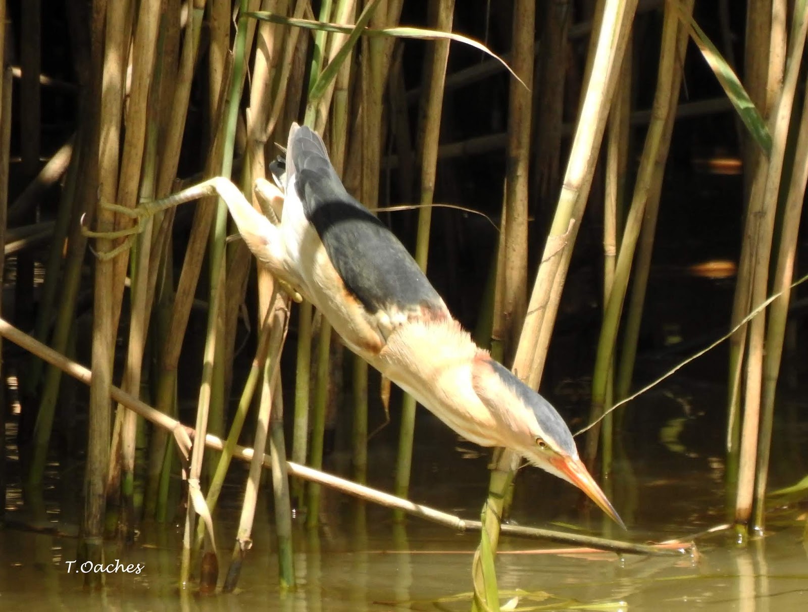 PASARI DIN ROMANIA: STARC PITIC, Ixobrychus minutus
