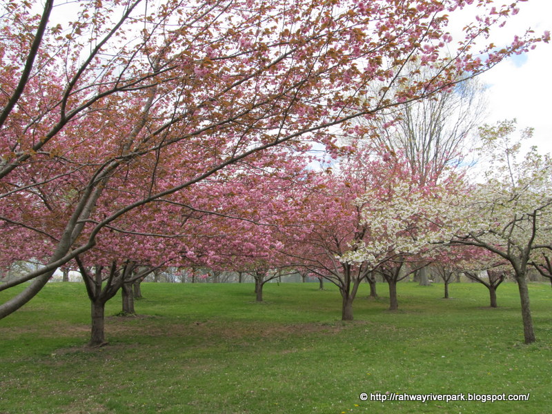 4 seasons in the life of Rahway River Park: I Love Spring in Rahway ...