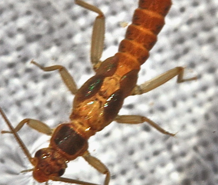 Aquatic Insects of Central Virginia: The "other" small winter stonefly ...