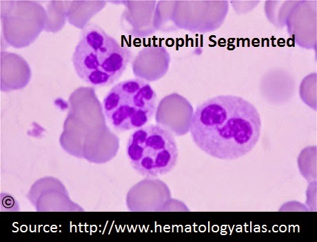 Lab Atlas: Neutrophil Segmented
