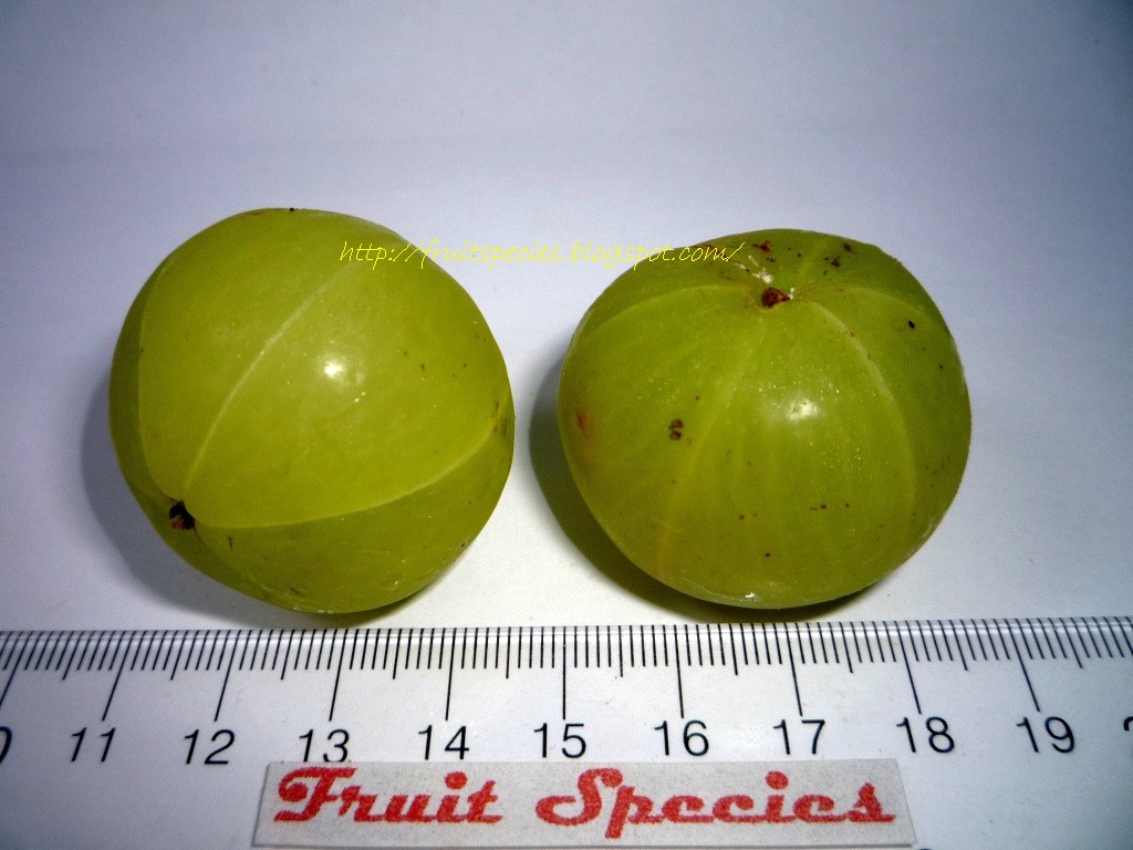 Fruit Species: INDIAN GOOSEBERRY
