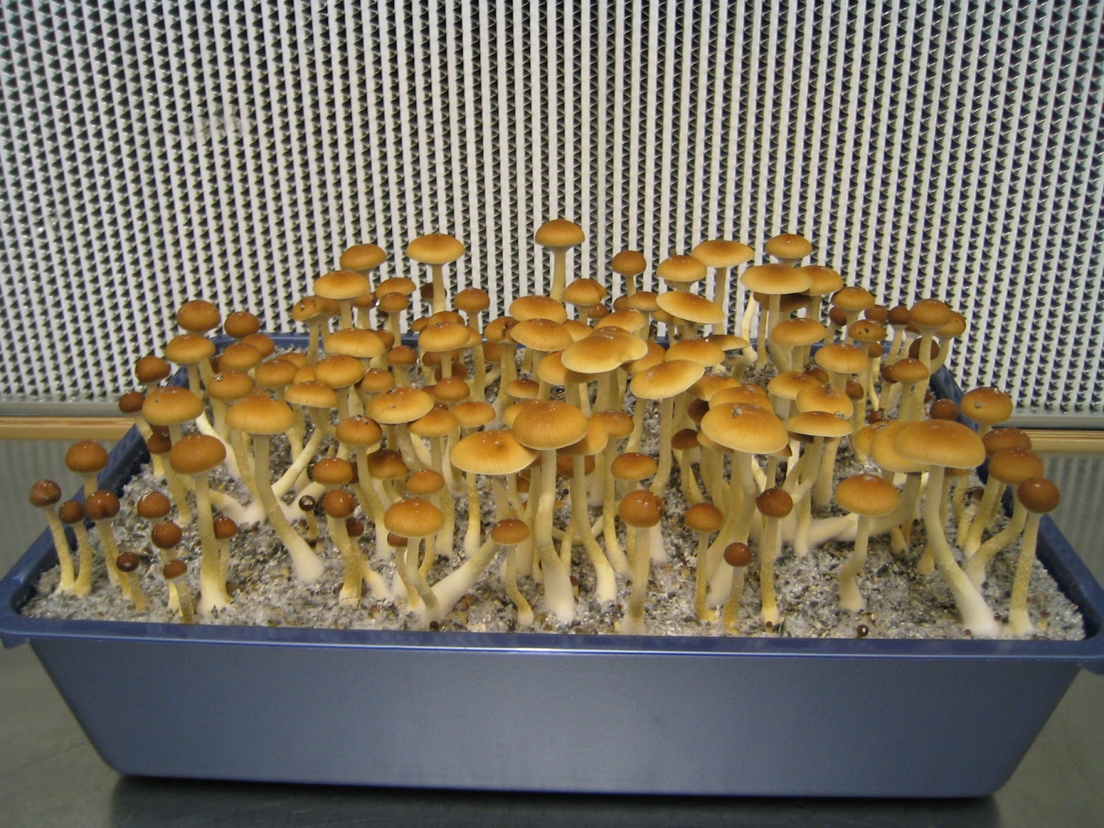 Magic Mushroom Pictures