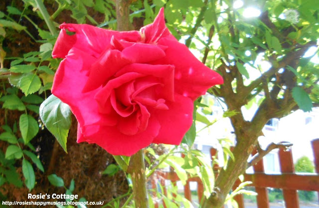 Rosie's Cottage: Garden Smiles: After Storm Hector..