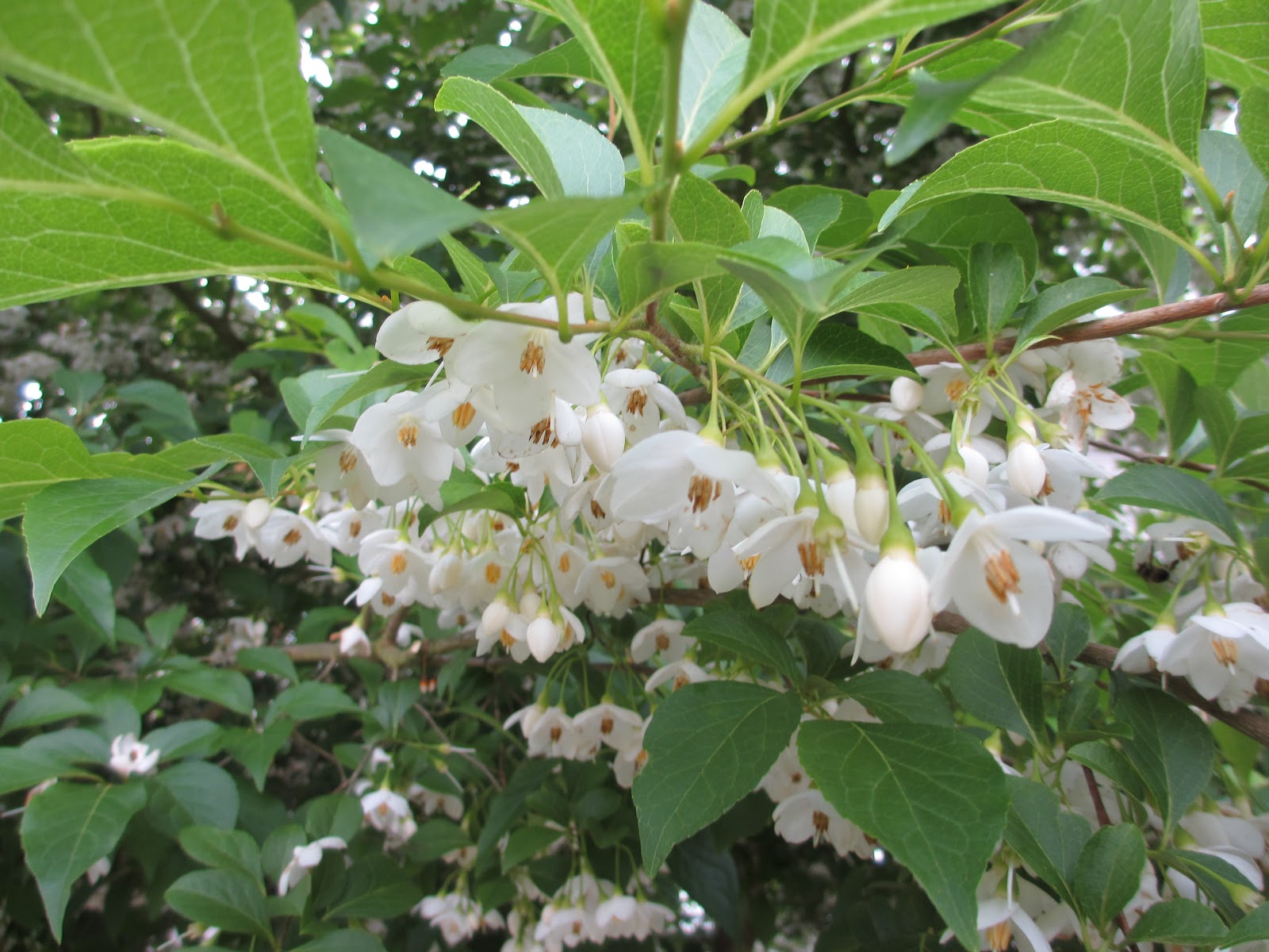 The Well-Watered Garden: Styrax japonica