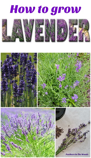 Grow amazing Lavender plants! - Feathers in the woods