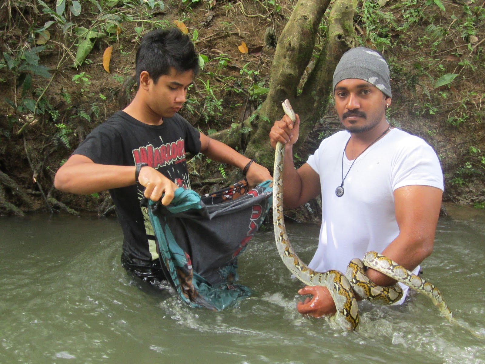 SON OF THE SNAKE KING MALAYSIA: Snake Hunting