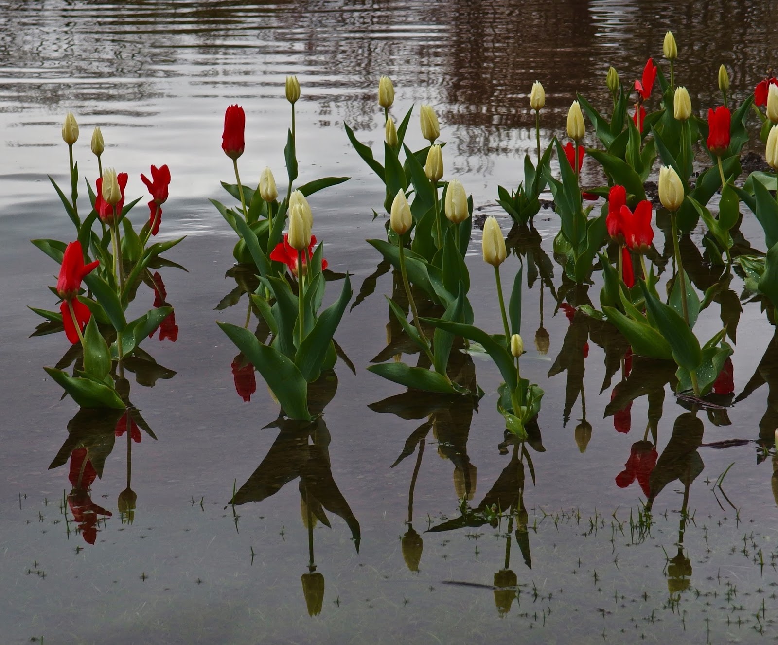 the golden fish: tulips in water