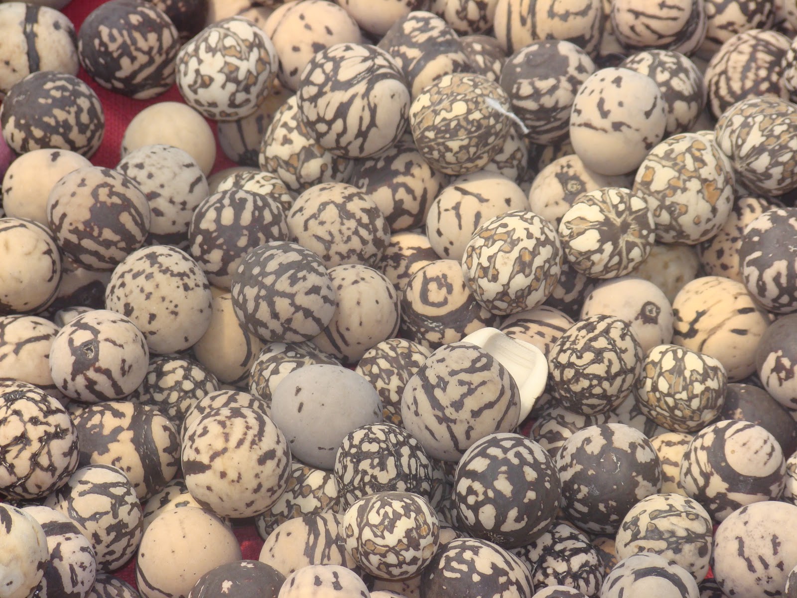 TALLER EN TAGUA EL AJEDREZ: PALMA DE TAGUA