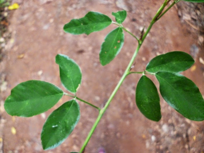 Desmodium concinnum - Wal Ratakaju | SL Flora