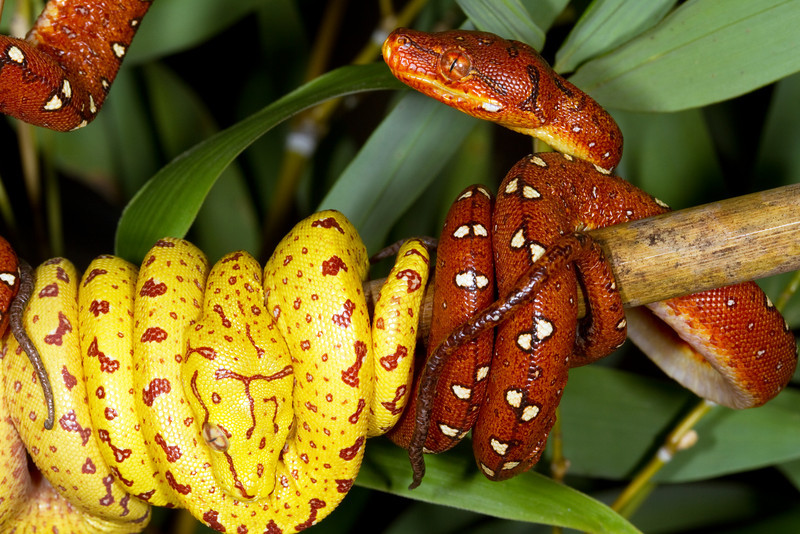 The Texan Herper: Quick Facts