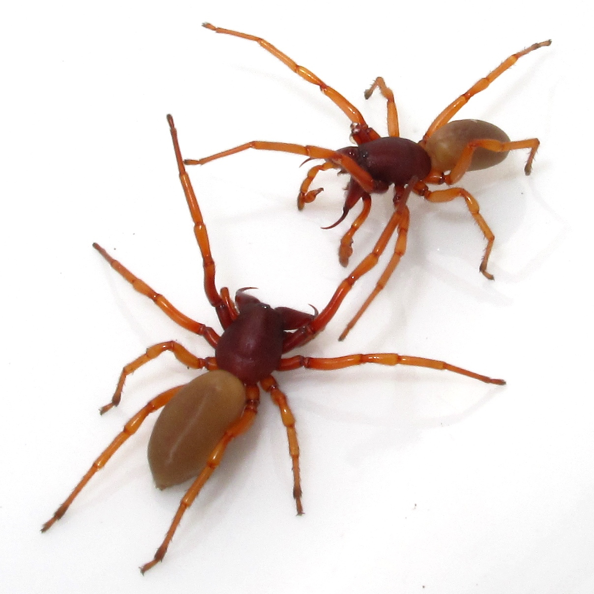 BugBlog: Dysderidae: Woodlouse hunters