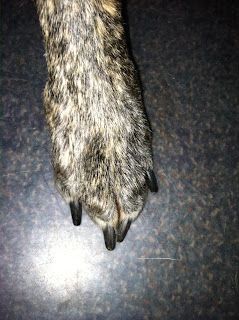 Aragon Greyhounds: Injured Toe