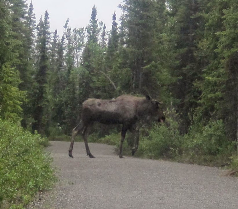 The Henry's Alaskan Adventure: Moose Highway