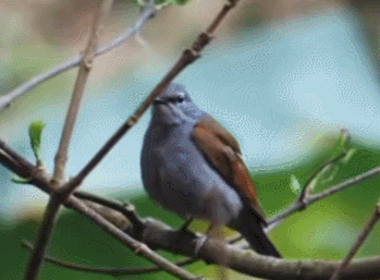 Bellas Aves de El Salvador: Myadestes occidentalis ( clarín jilguero ...
