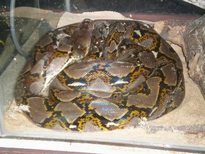 ULAR SAWA BATIK | Info Nureen