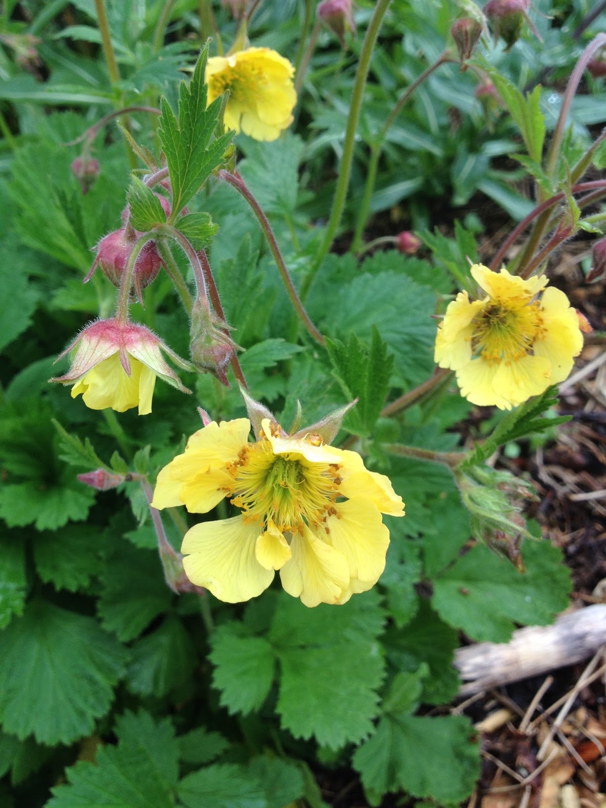 Blomstertøsens Have: Geum