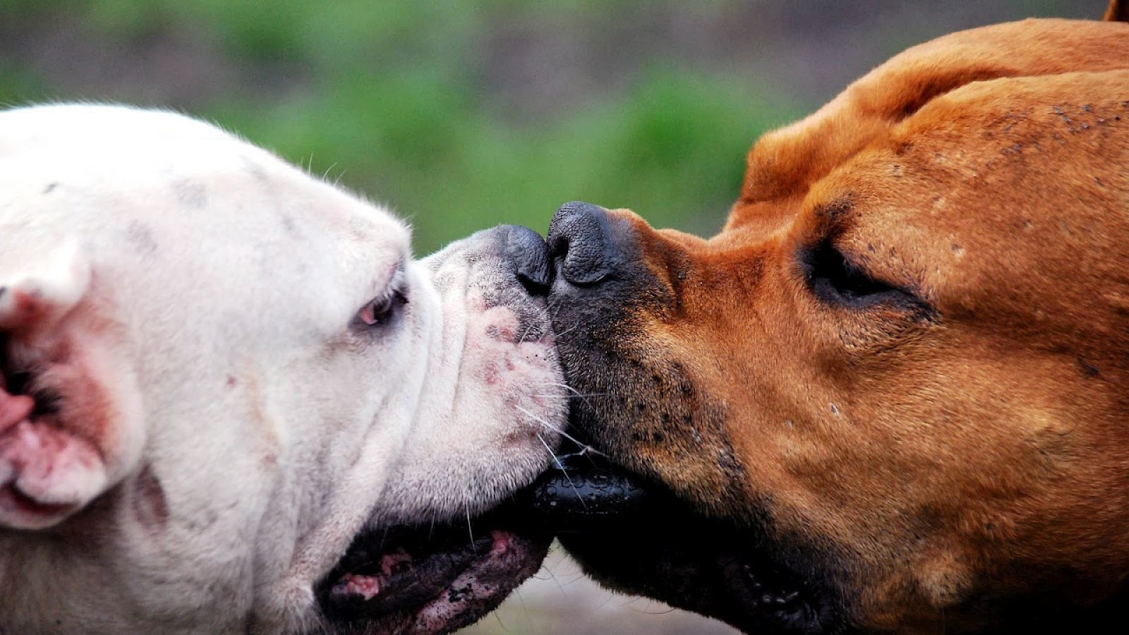 Fondo de pantalla perros 1920x1080 ~ Fondos de pantalla HD