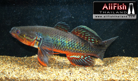 Allfish Thailand: June 2011