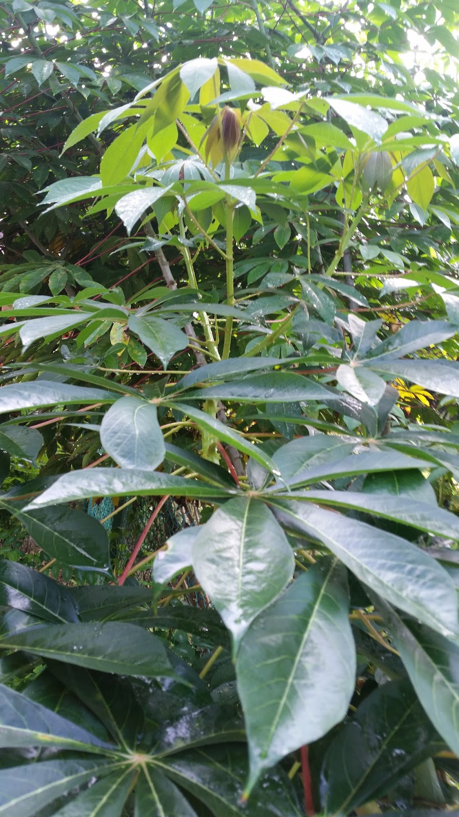 Warisan Petani: Ubi Kayu 1 : Ubi Kuning.