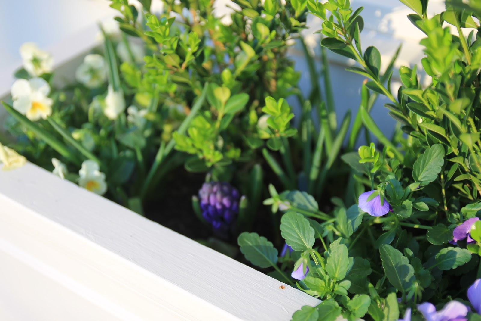 Window Boxes | DIY Easy Flower Boxes – Jenny Steffens Hobick