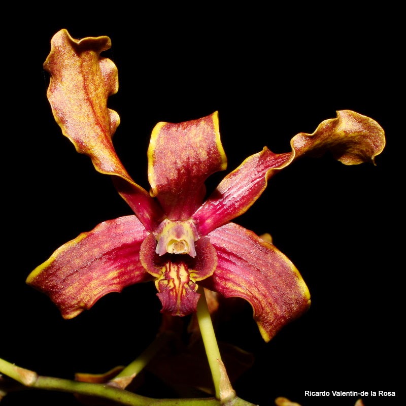 Ricardo's Blog, : Dendrobium Burana Sunshine x Dendrobium discolor