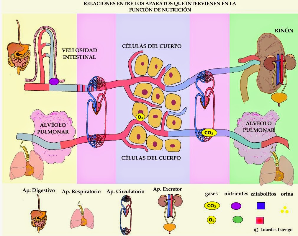 Biología y Geología Toni: 3º ESO. TEMA 8. APARATO EXCRETOR