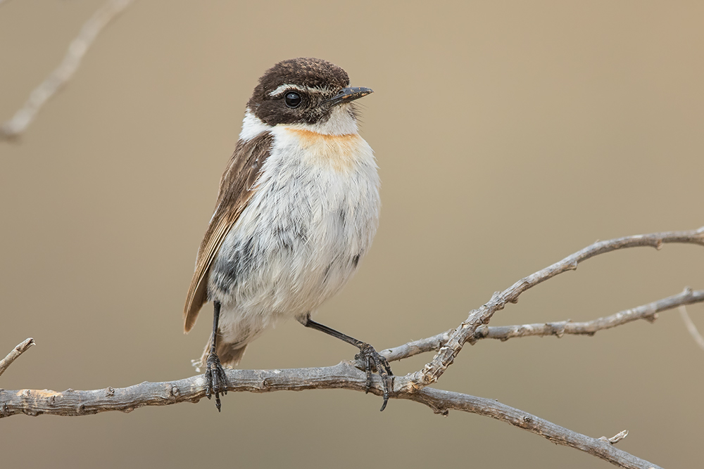 Ornito Addiction: Tarabilla canaria, Saxicola dacotiae: El endemismo ...
