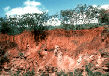 Betsy's Environmental Science Blog: The Twelve Soil Orders