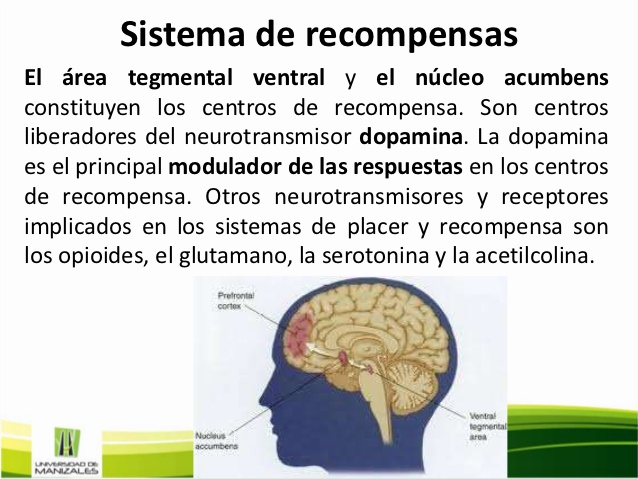 Nociones Básicas en Neurofinanzas