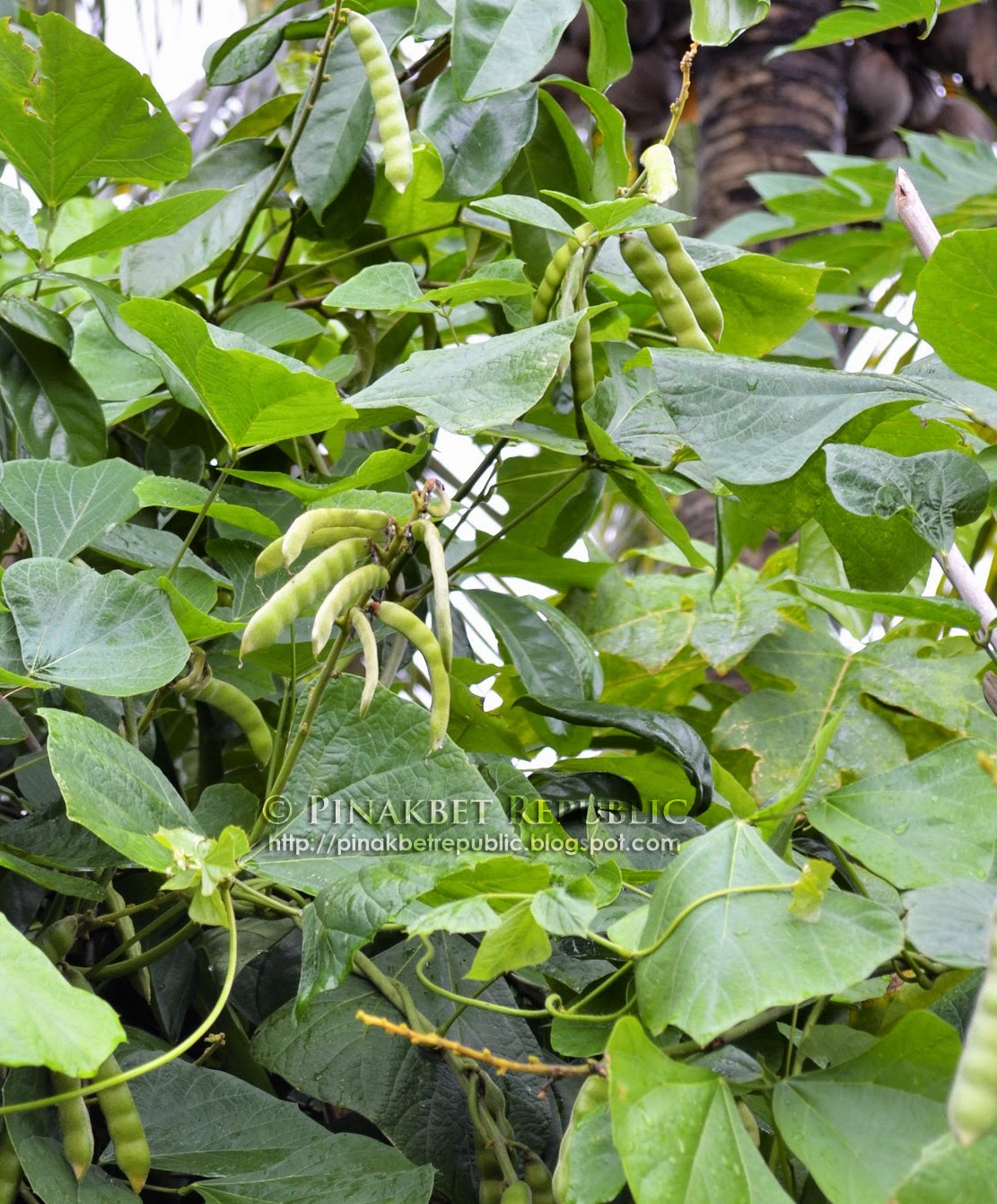 dinengdeng a bunga ti singkamas, jicama fruit stew ~ PINAKBET REPUBLIC