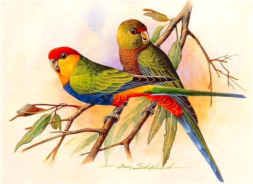 AMARNA IMAGENS: PINTURAS DE ERIC SHEPHERD