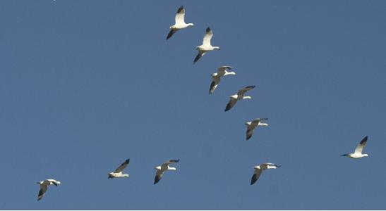 fenomena: phenomenon of birds flying