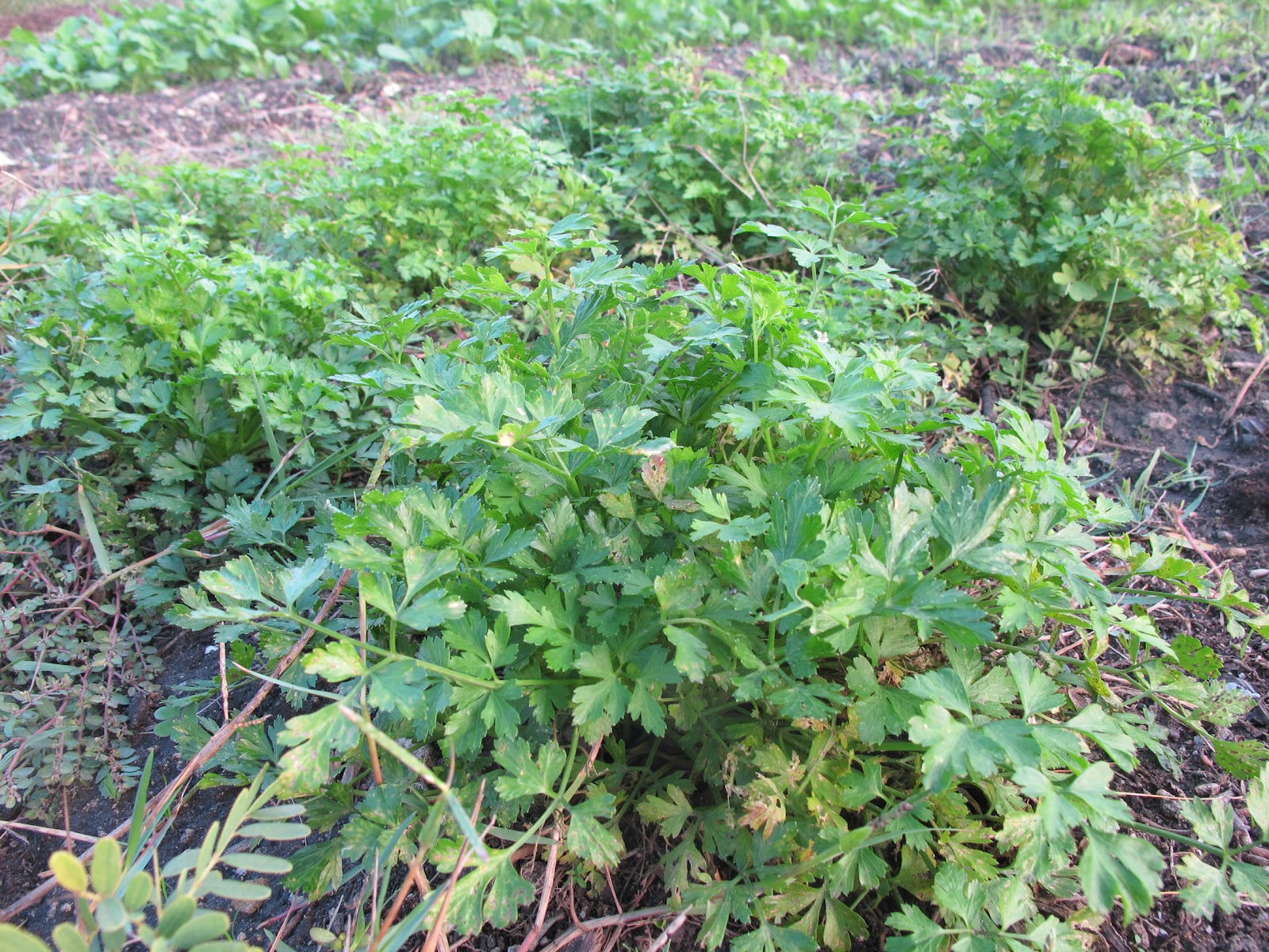 FLORA NEL SALENTO e.. anche altrove: Petroselinum sativum Hoffm ...