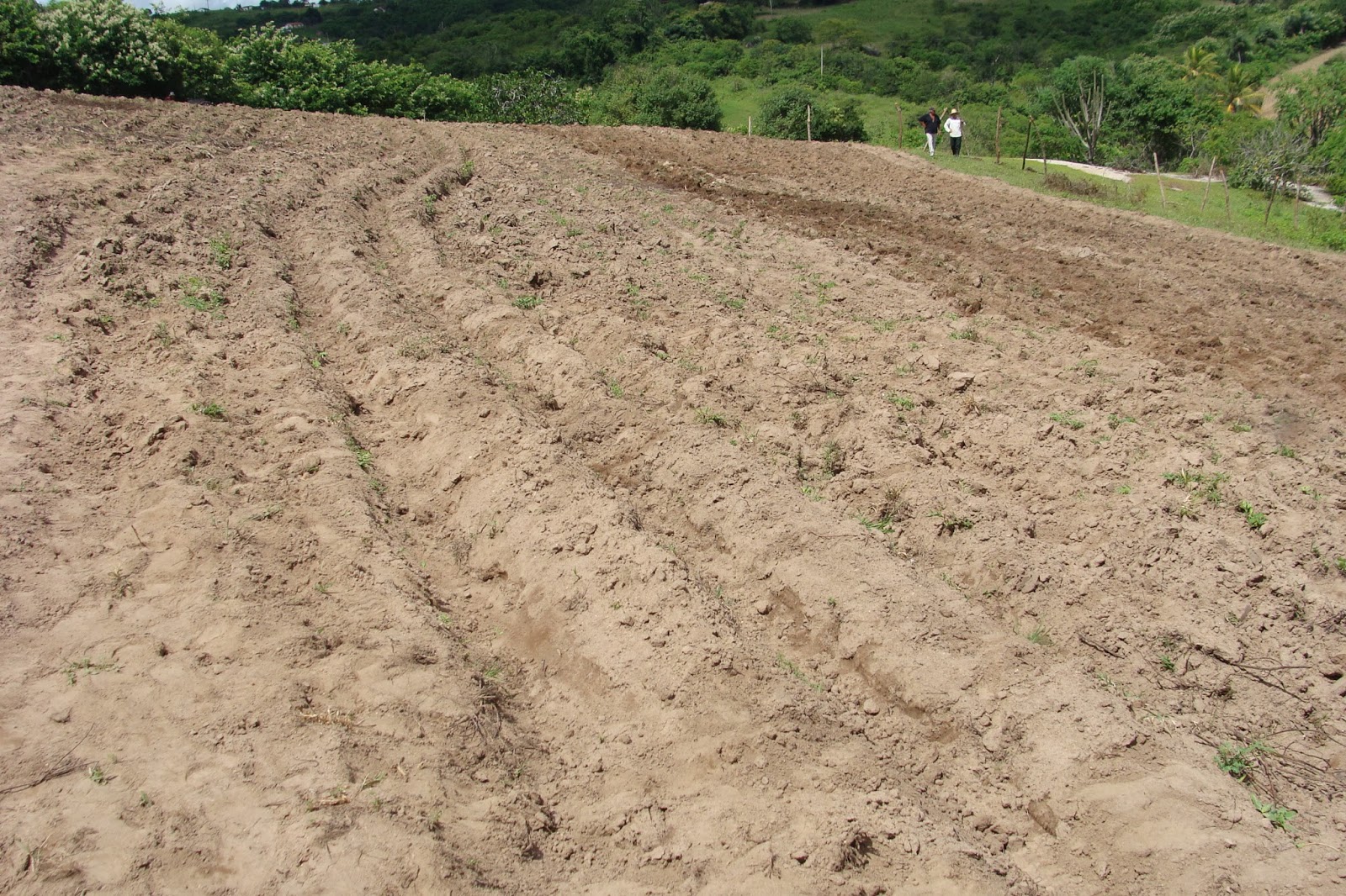 Estágio no Sítio dos Herdeiros: Os Solos Arenosos, são solos com ...