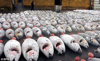 Popular Biology: Opinion - Tuna-tarianism