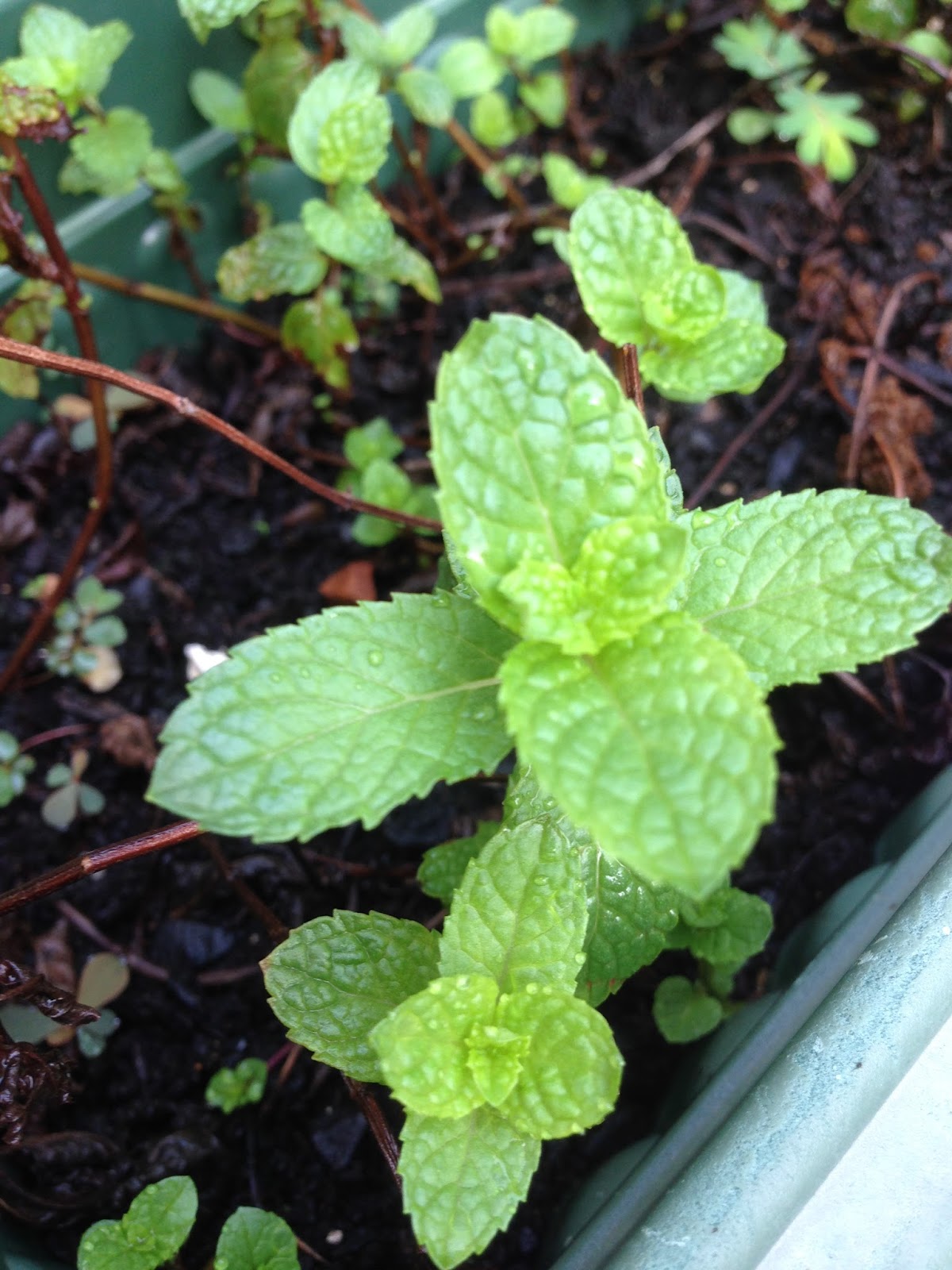 Passion Blooming in Spring