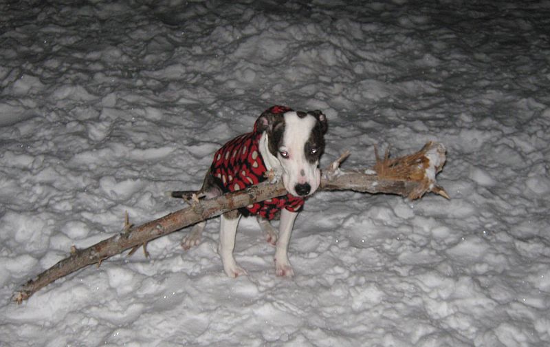 ORB IN LUMEA SURZILOR: Cu ghioaga si cu ciomagu' am concediat baltagu'