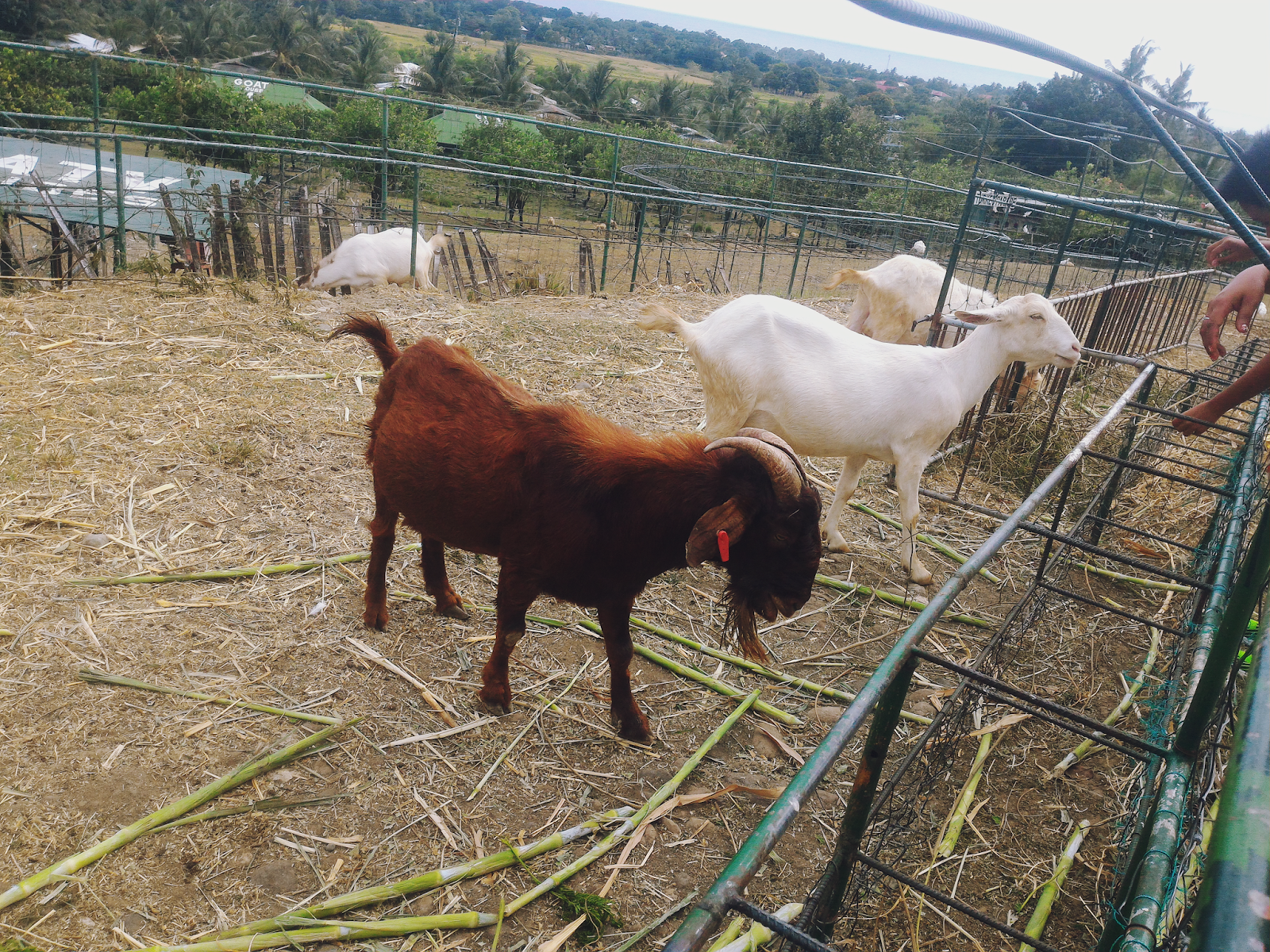 Garin Farm, San Joaquin, Iloilo - Curious Little Kat