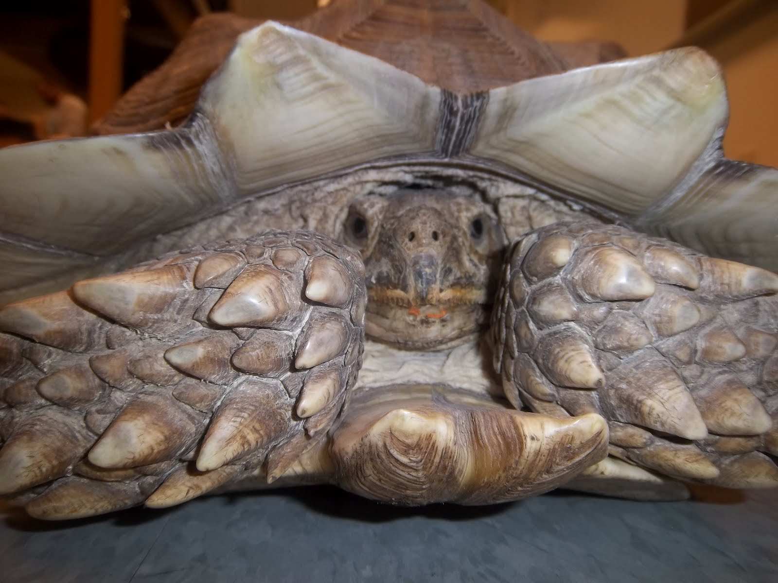 Biology of the Reptilia: Lab 2 Testudines: Dan Paluh and Sean Harrington