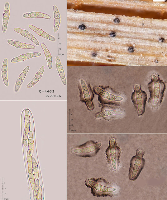 Phaeosphaeria eustoma (Auersw. ex Rehm) Leuchtm. • CEMAS
