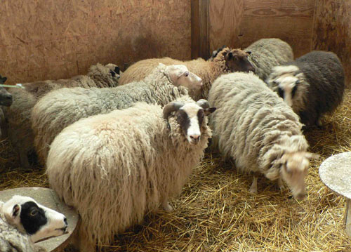 Antiquity Oaks: Sheep shearing